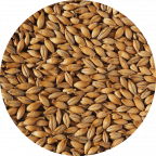 Chit Malt | Brewers Malt For Body & Haze Stability | Crisp Malt