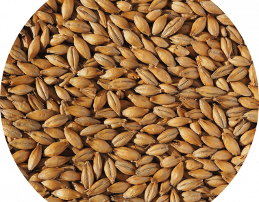 Malting in Alloa, Scotland | Distilling and Brewing Malts | Crisp Malt