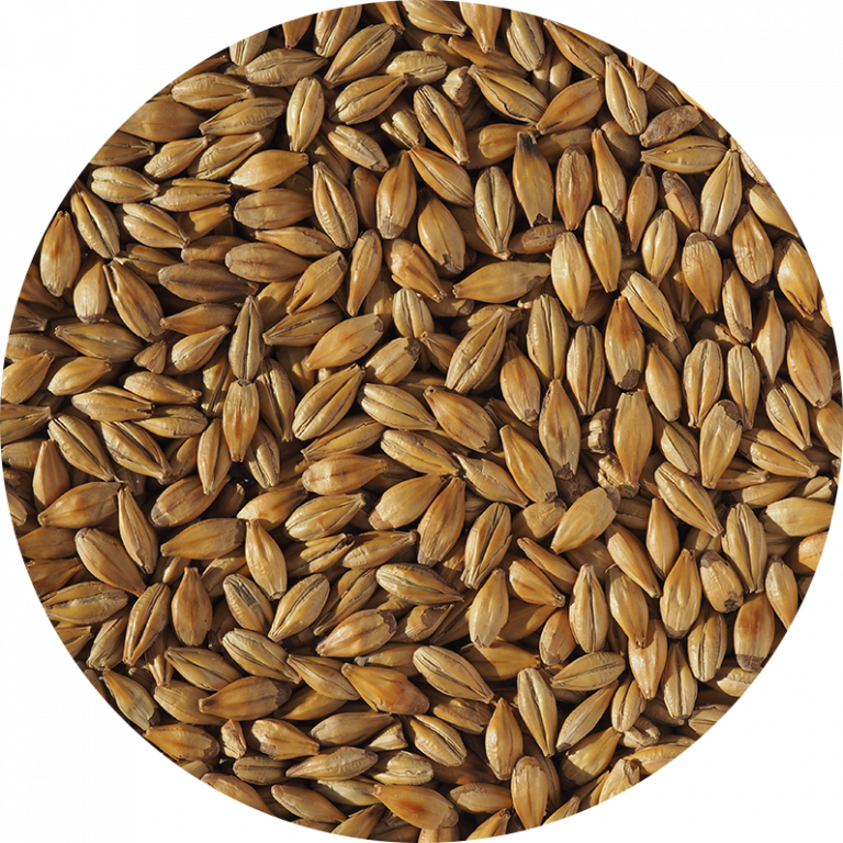Chevallier Heritage Malt | Crisp Malt For Golden Ales, IPA's & Barley Wines