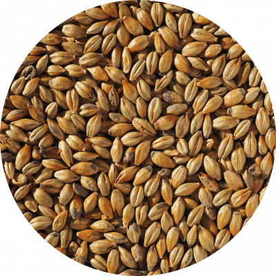 Cara Gold Malt | Crisp Malt | Fruity, Toffee Notes For Golden Ales