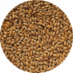 Our Malts | Crisp Malt | British Wholesale Malt Manufacturer since 1870