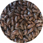 Roasted Malts | Crisp British Malts | Speciality Malt Plant
