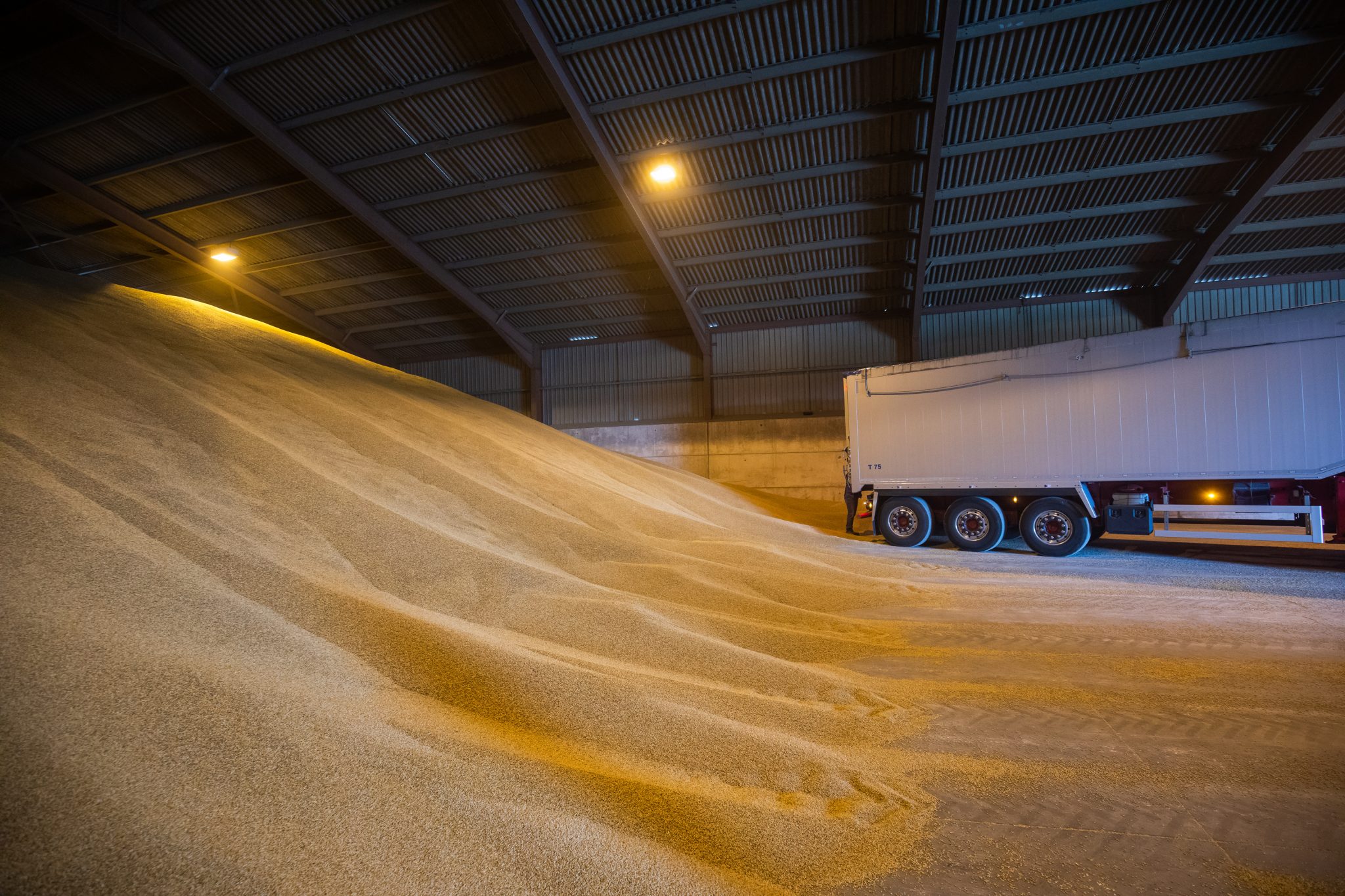 Why does the malt price change every year? Part 1: Barley - Crisp Malt