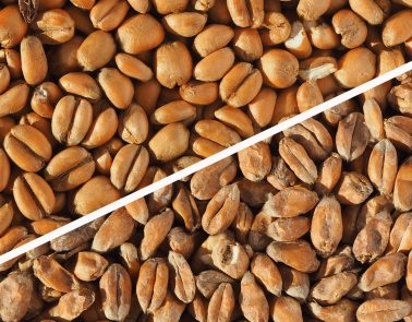 Maris Otter Malt vs Best Ale Malt | British Brewing Malt | Crisp Malt