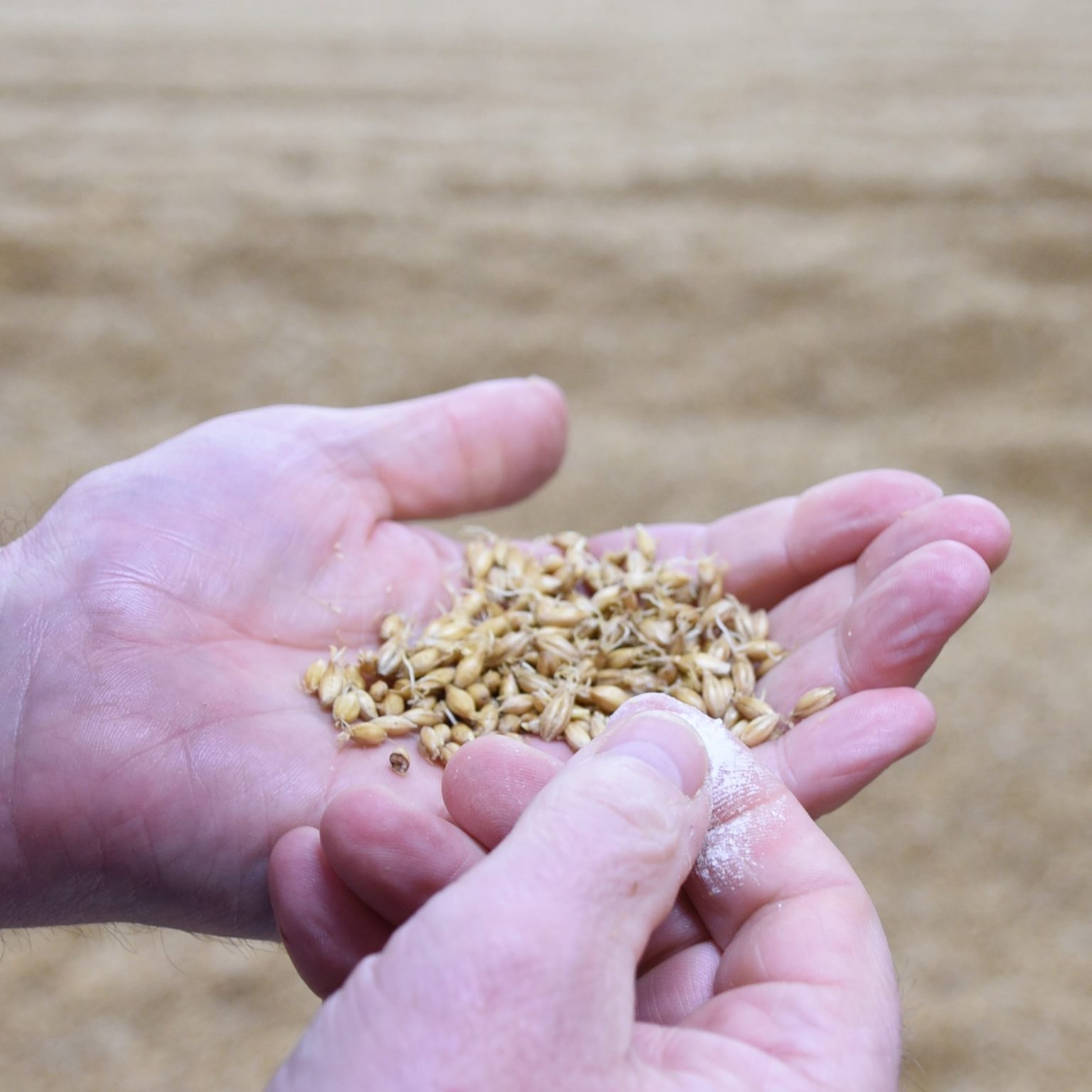 Making Floor Malt | Traditional Handcrafted British Malts | Crisp Malt
