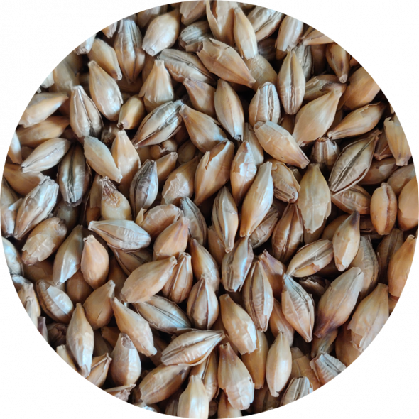 Chit Malt | Brewers Malt For Body & Haze Stability | Crisp Malt