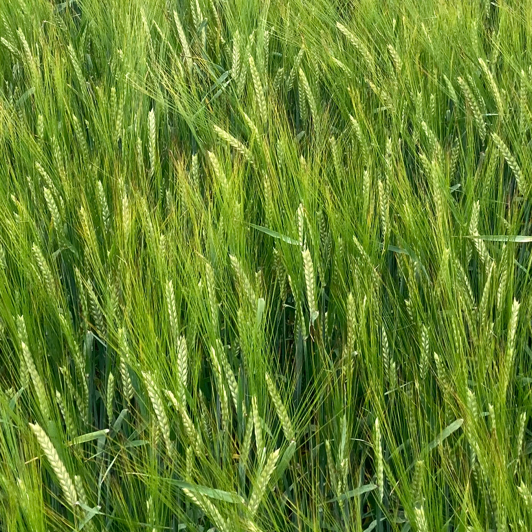July Crop Update | Malting Barley | Crisp Malt Brewing & Distilling