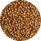 Roasted Malts | Crisp British Malts | Speciality Malt Plant