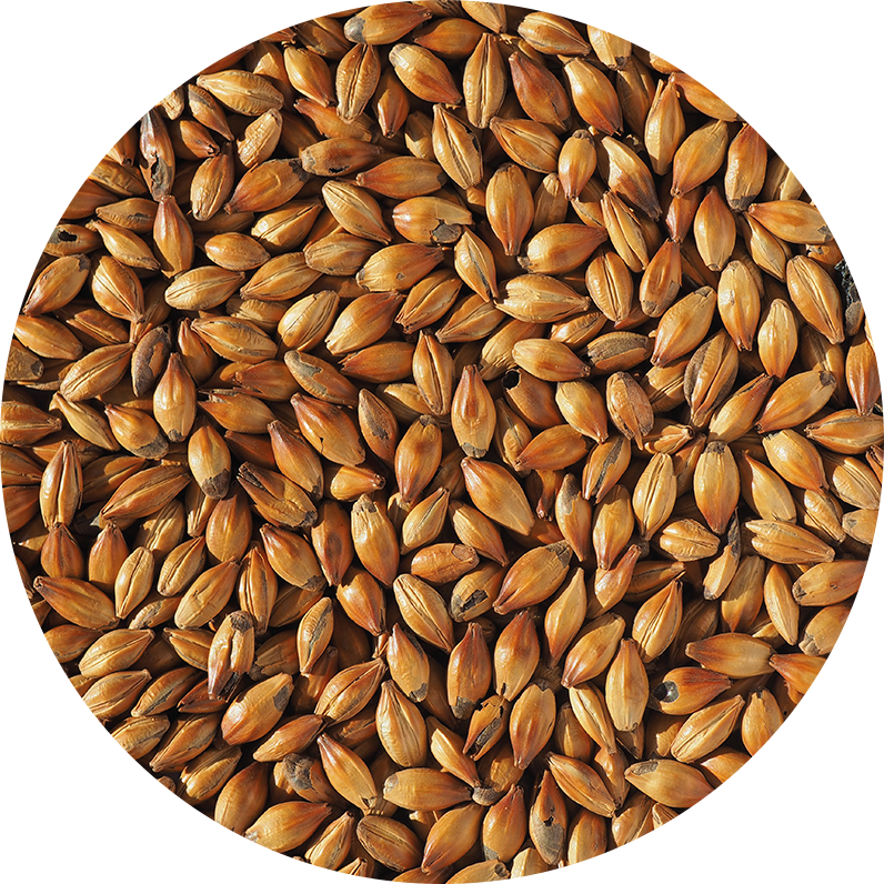 Crystals & Cara Malts | Crisp British Malts | Speciality Malt Plant