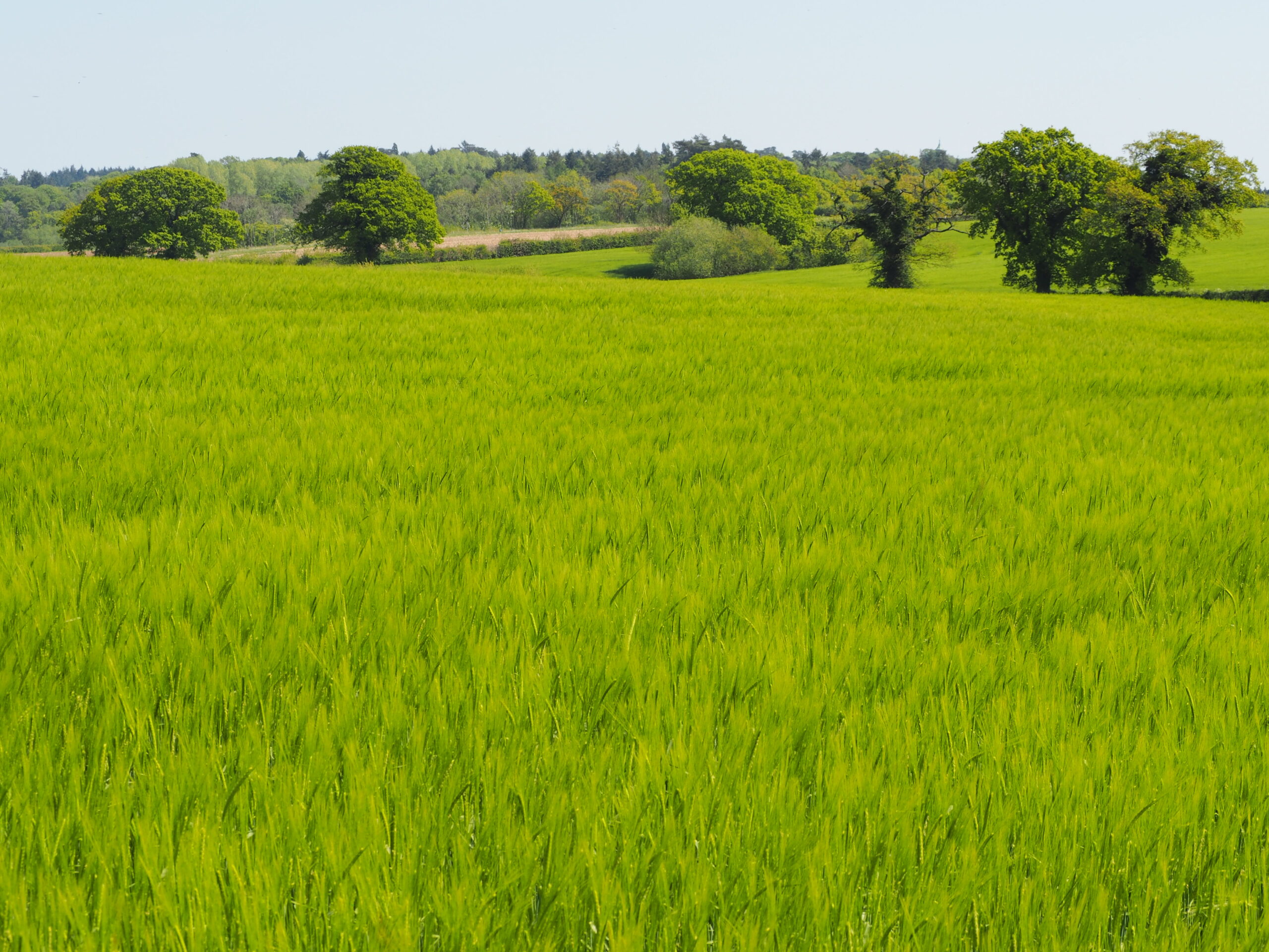 Sustainability Review 2025 | Crisp Malt | British Maltster Since 1870