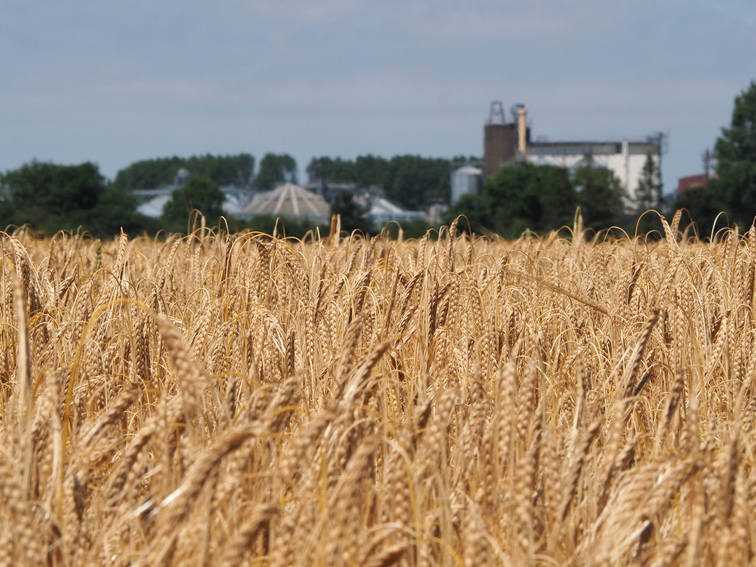 Crop Update June 2026 | England, Scotland, Poland and Denmark
